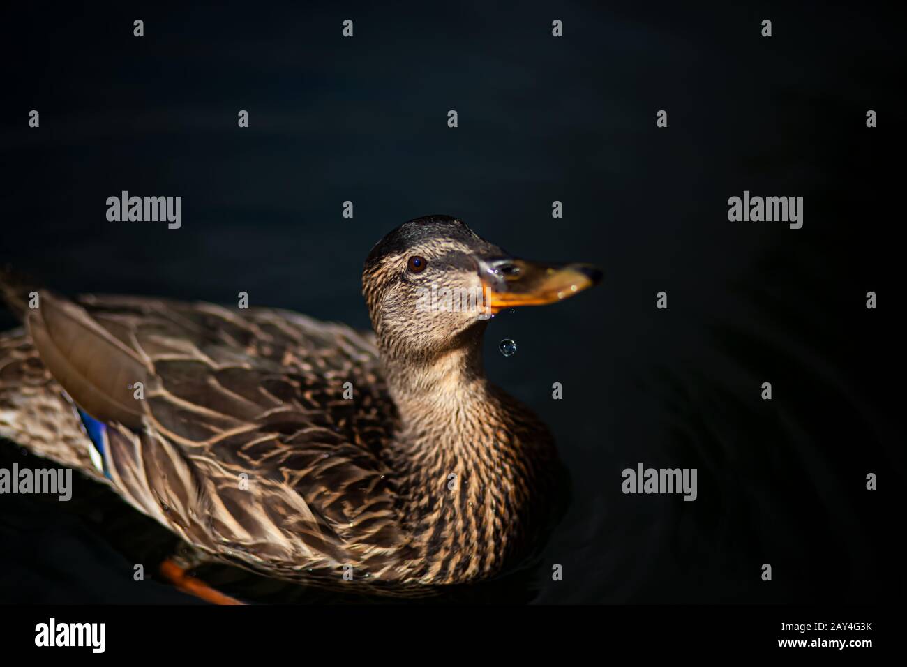 Swedish duck hi-res stock photography and images - Alamy