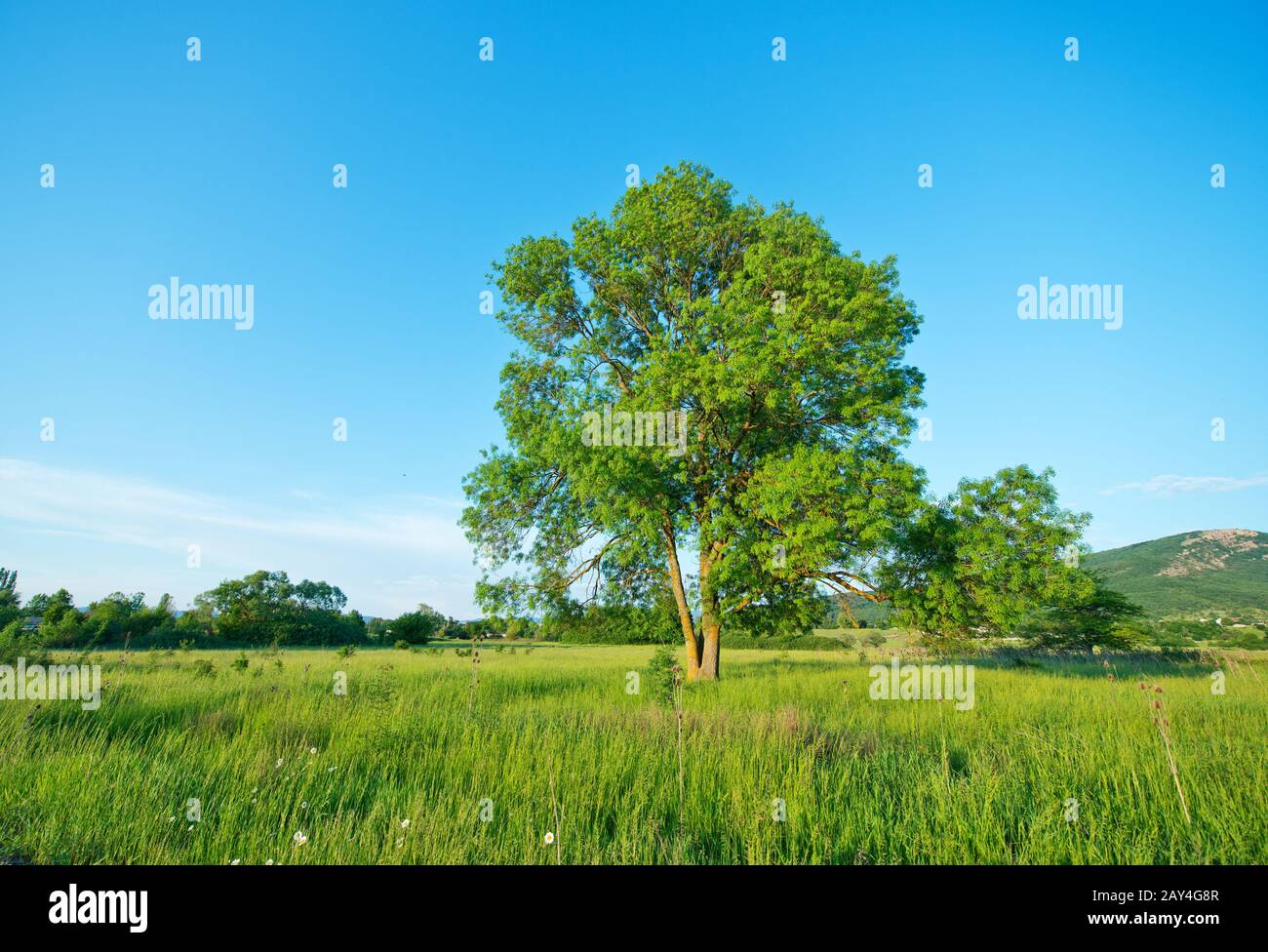 tree in the field Stock Photo - Alamy