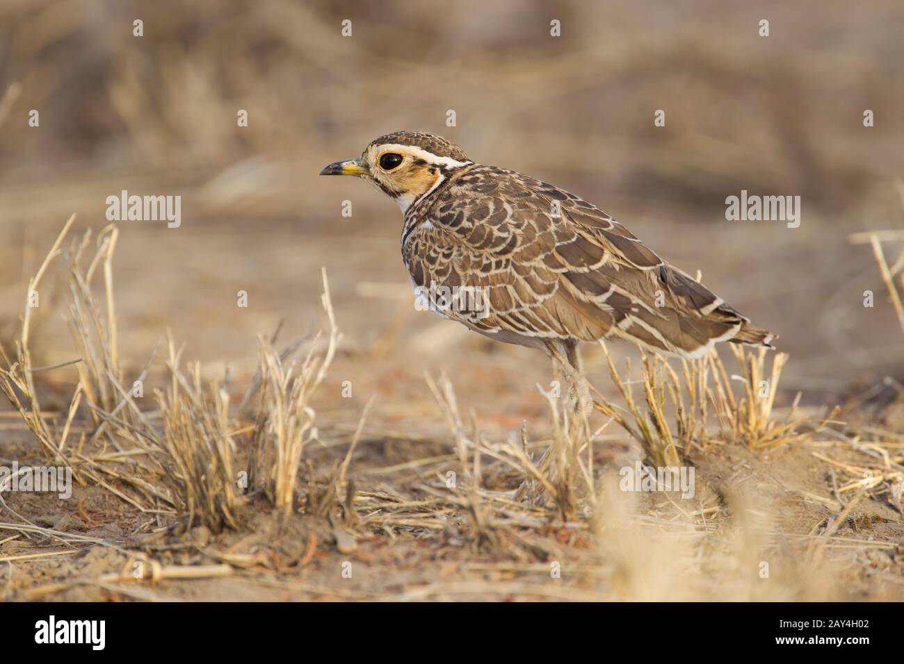 Rhinoptilus Cinctus High Resolution Stock Photography and Images - Alamy