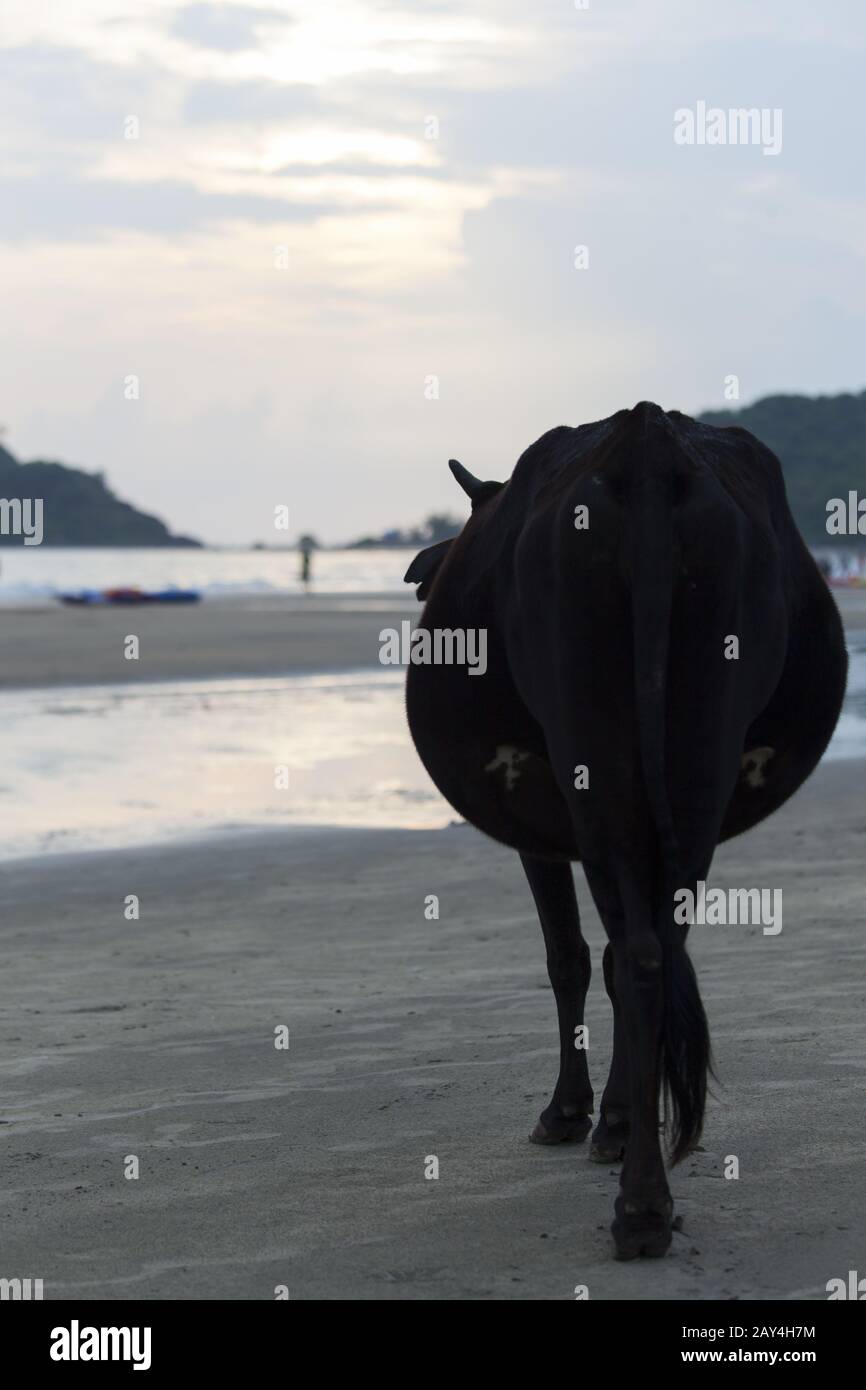 Cow at the beach in India Stock Photo - Alamy