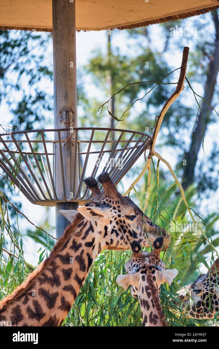 Leopard in tree giraffe hi-res stock photography and images - Alamy