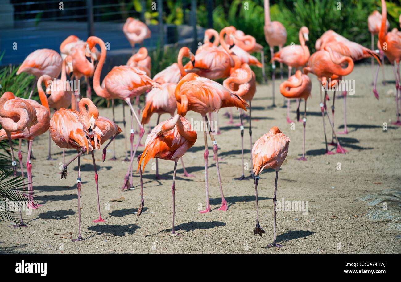 Flamingo group flower hi-res stock photography and images - Alamy