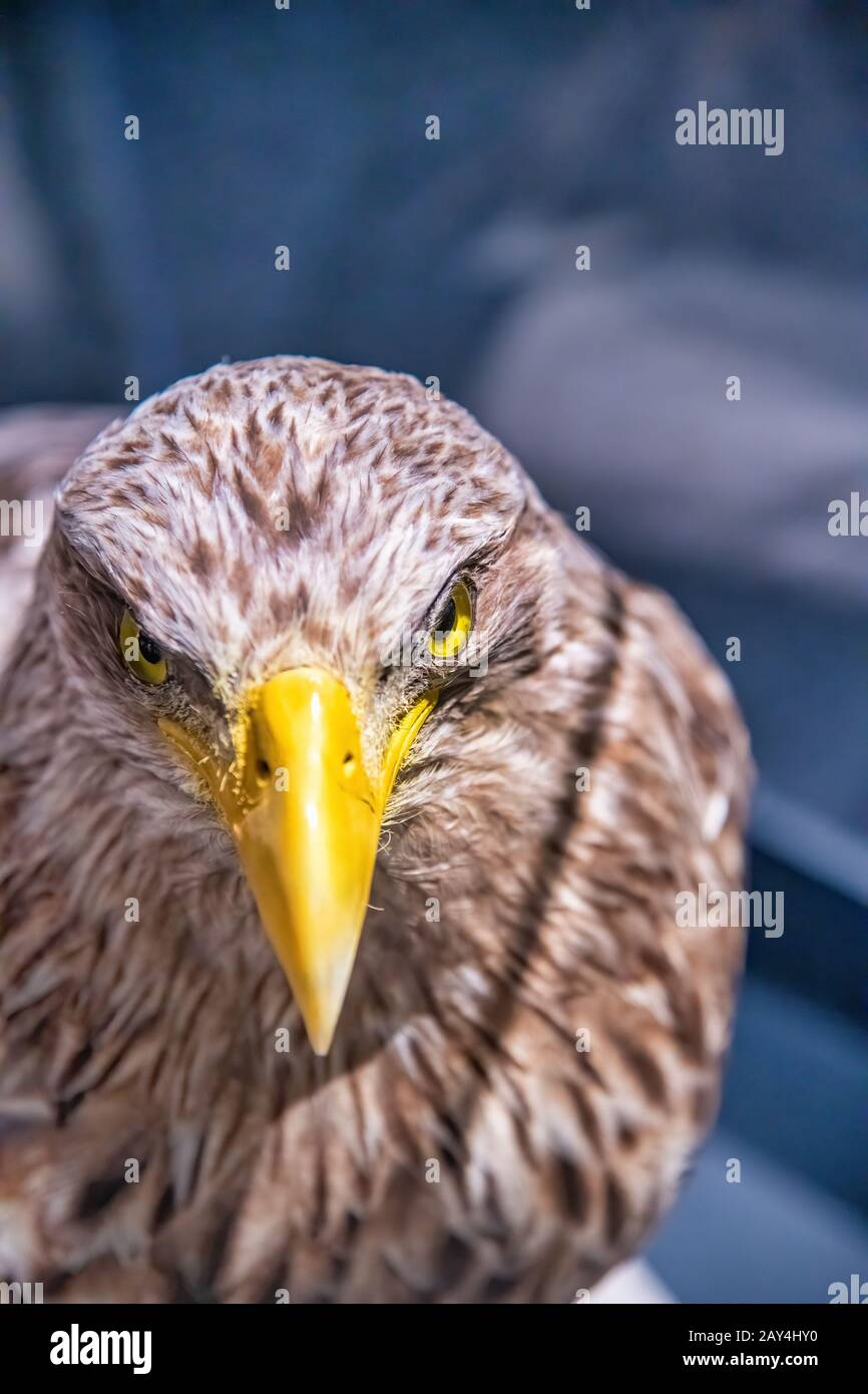 Front view of powerful eagle Stock Photo - Alamy