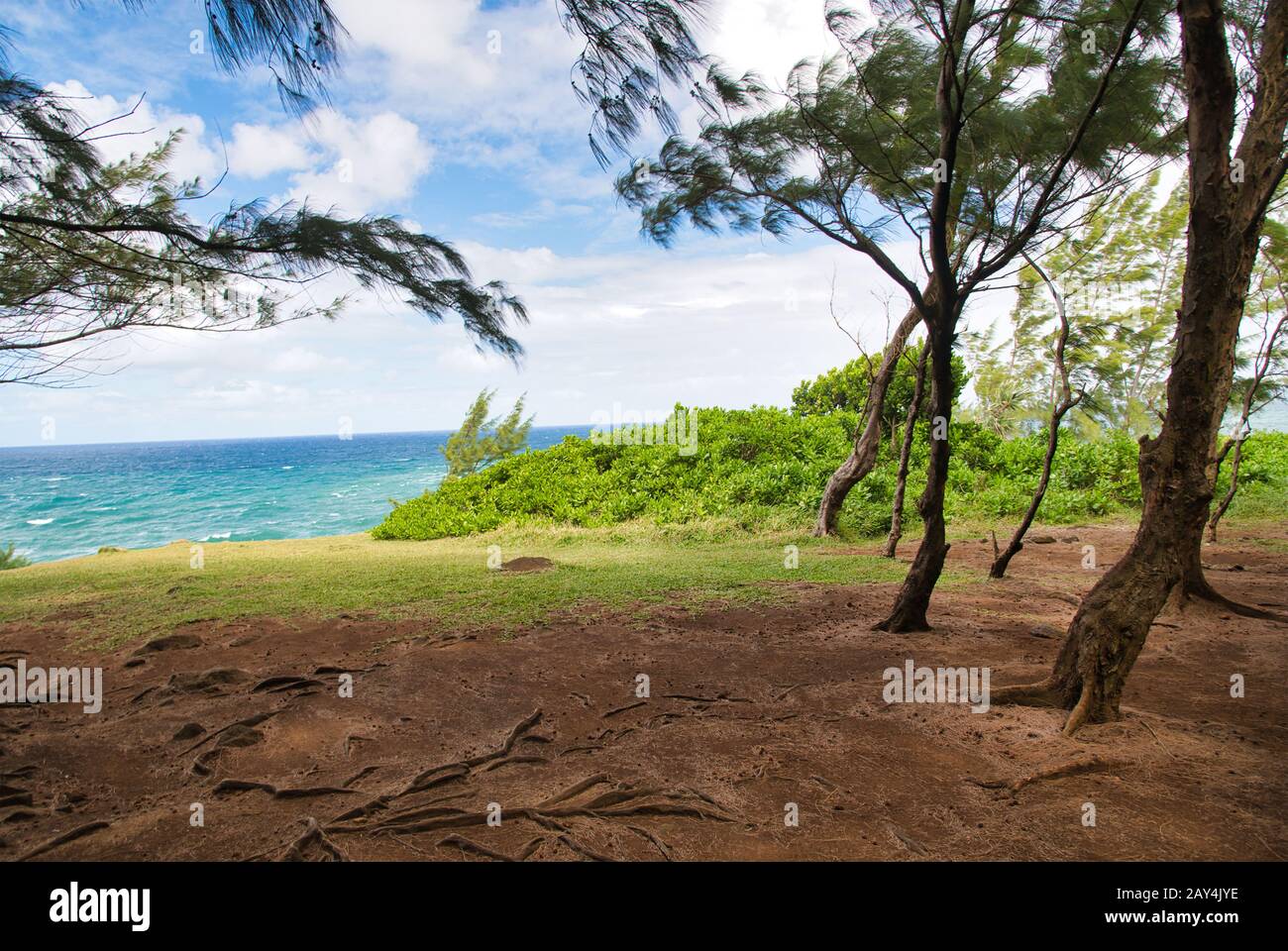 Pinewood island hi-res stock photography and images - Alamy