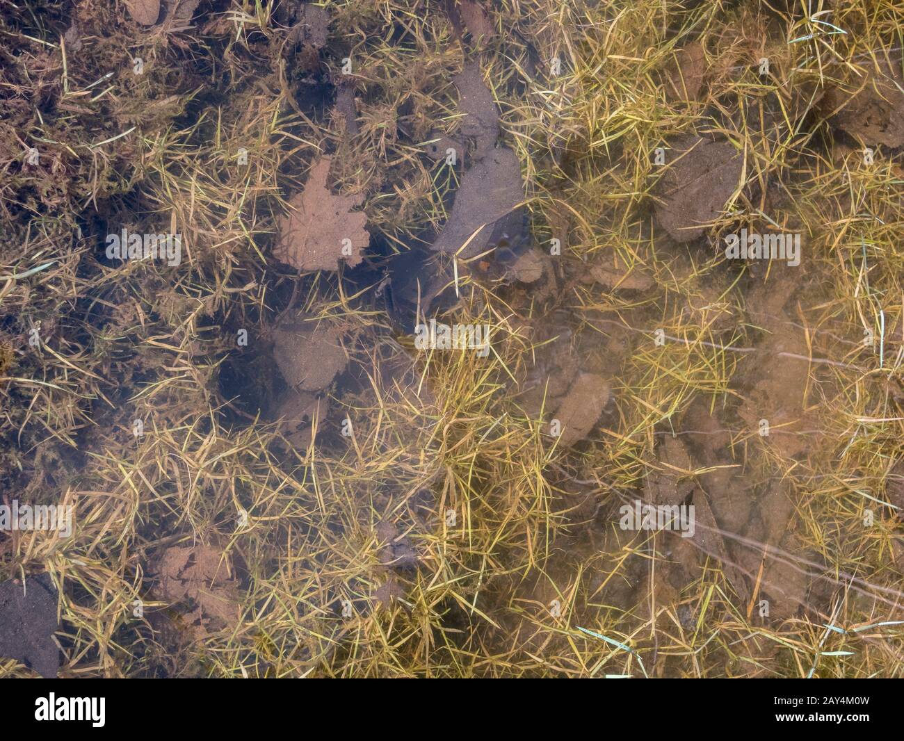 Grass struggling to grow after being submerged by water for a period of ...