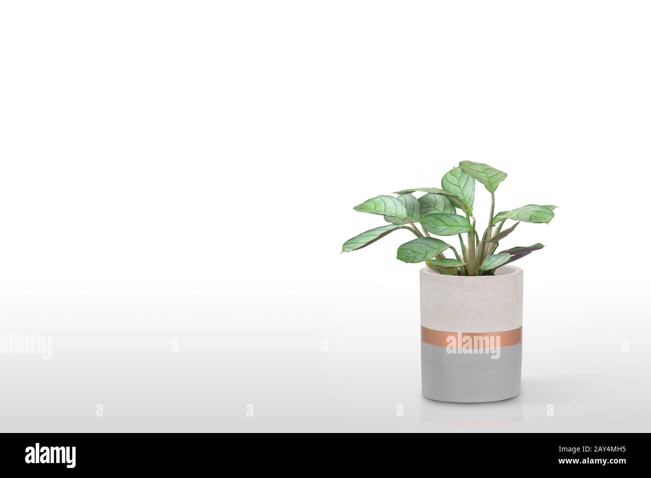 Gorgeous houseplant Maranta in a colorful pot isolated on white ...