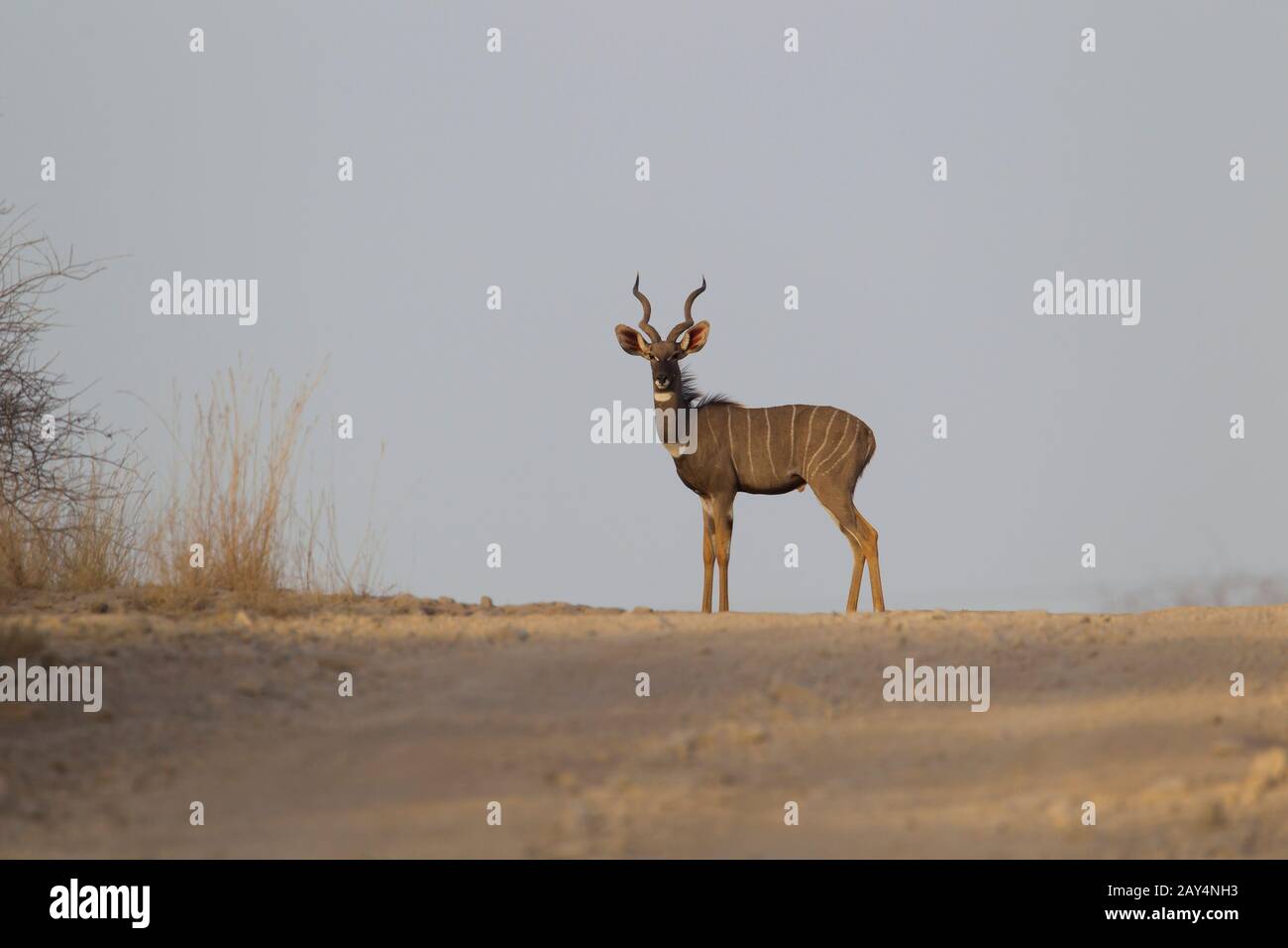 Lesser male kudu hi-res stock photography and images - Alamy