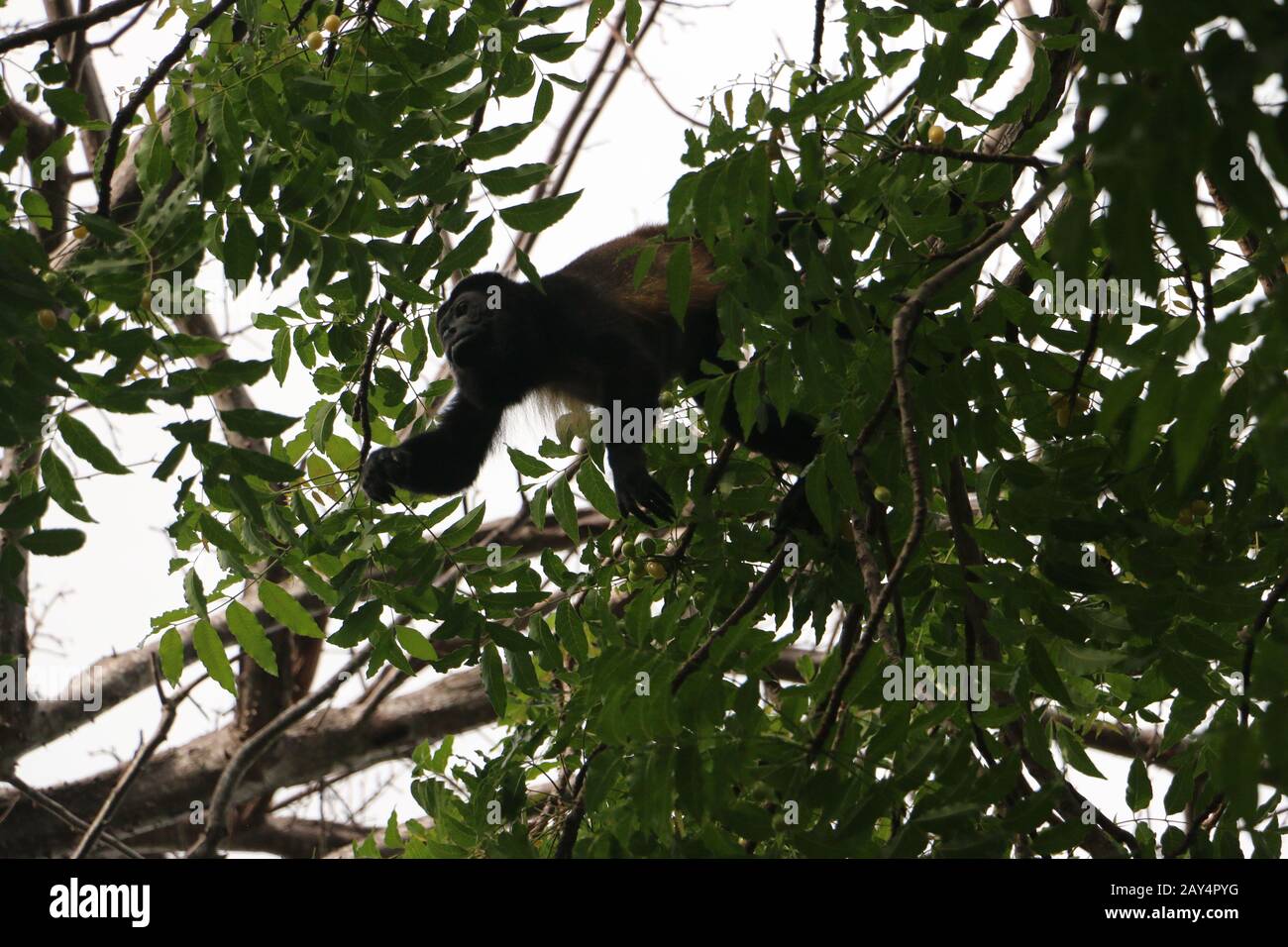 Howler Monkey in tree in Nicaragua Stock Photo - Alamy