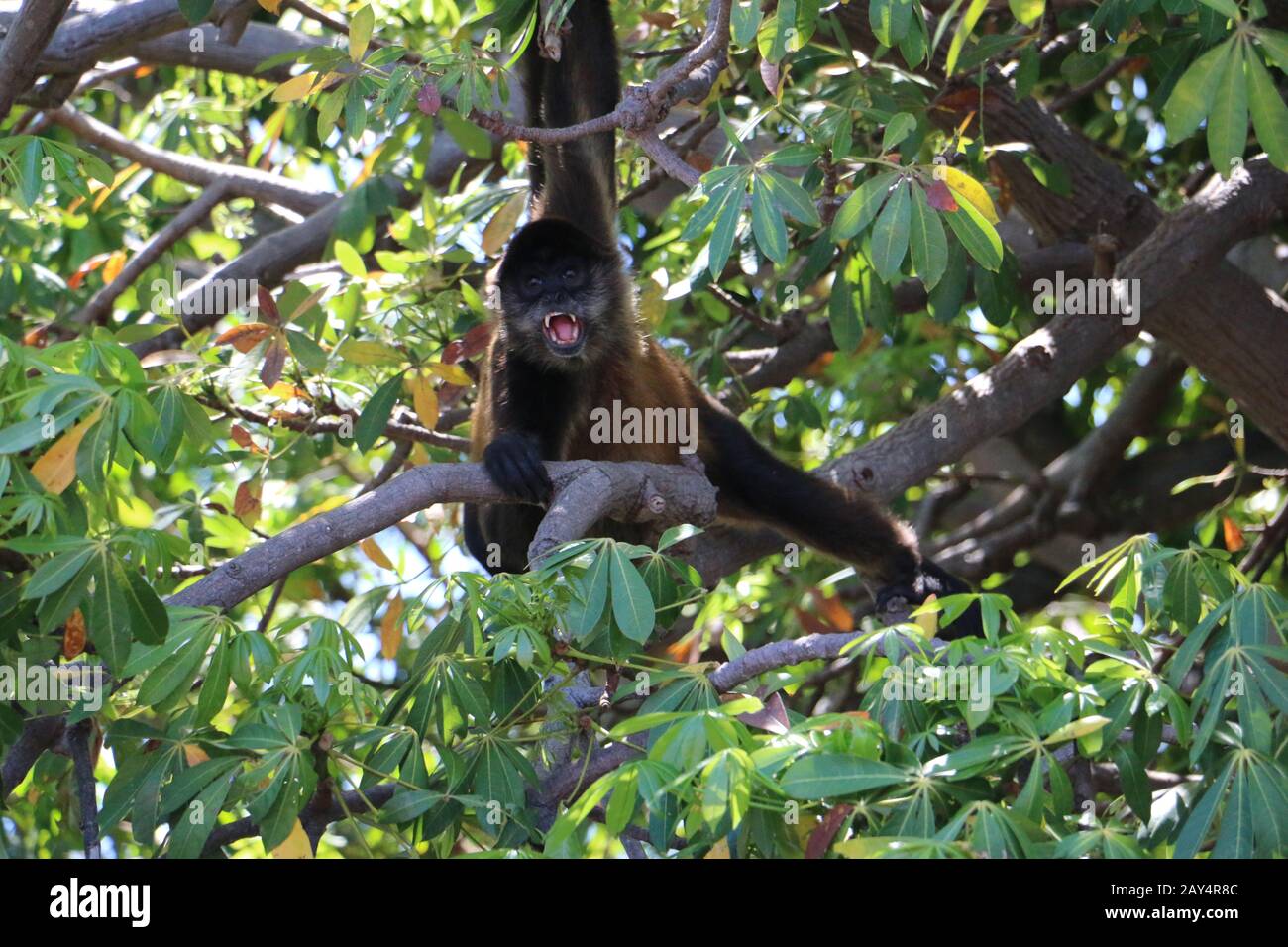 Howler Monkey in tree in Nicaragua Stock Photo - Alamy