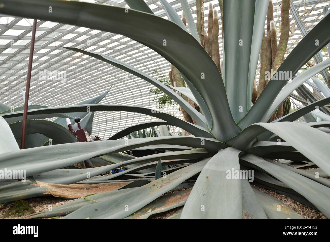 Huge agave hi-res stock photography and images - Alamy