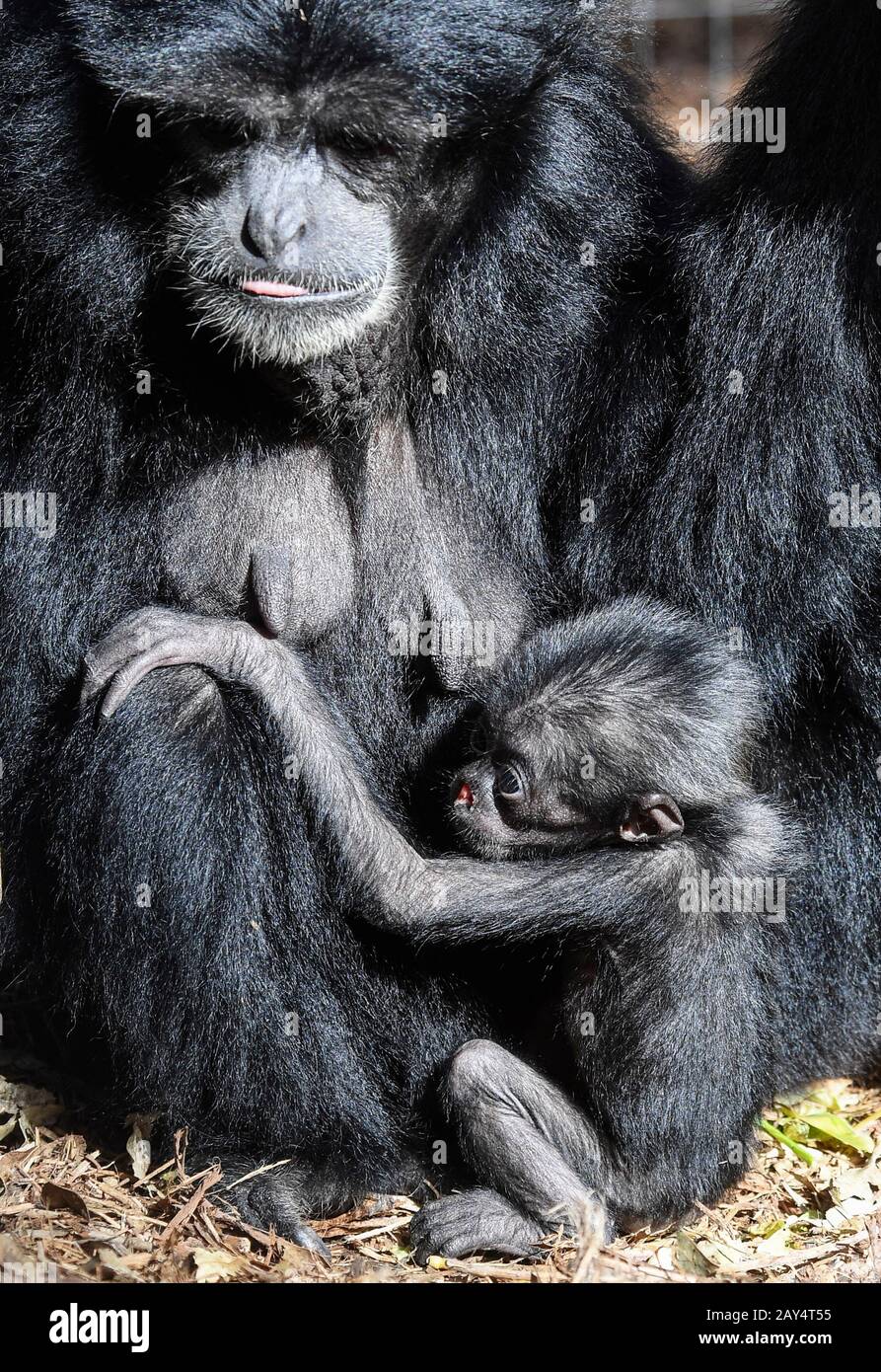 Siamango hi-res stock photography and images - Alamy
