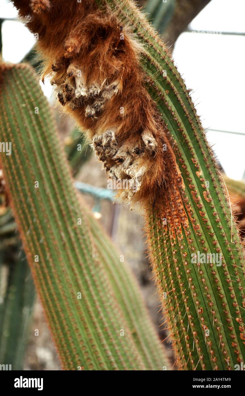 Protect cactus hi-res stock photography and images - Alamy