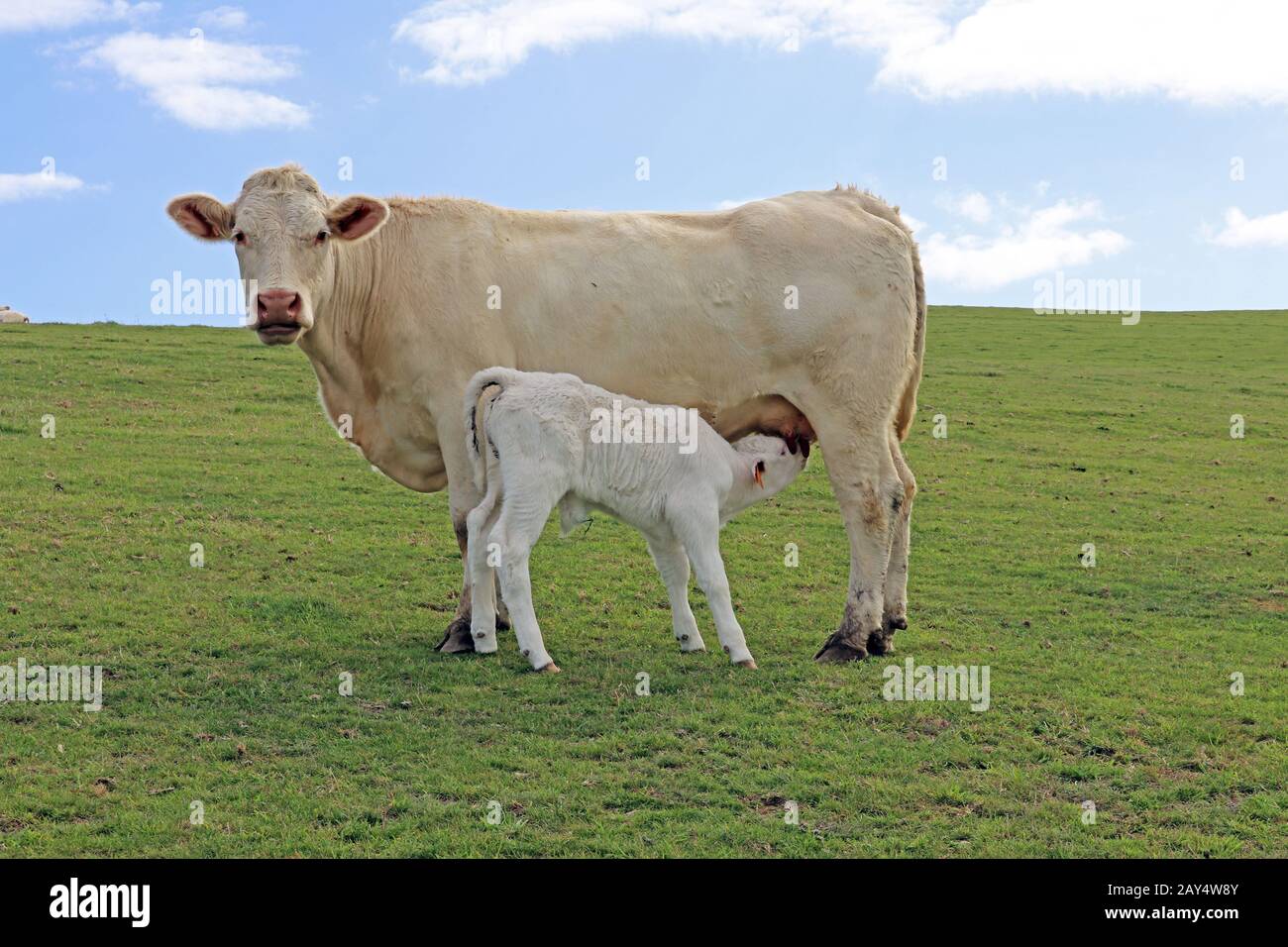 suckler cow with calf on a pasture Stock Photo - Alamy