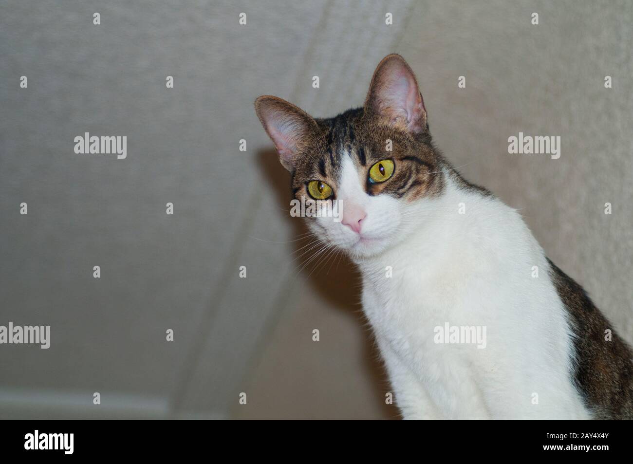 Watchfully hi-res stock photography and images - Alamy