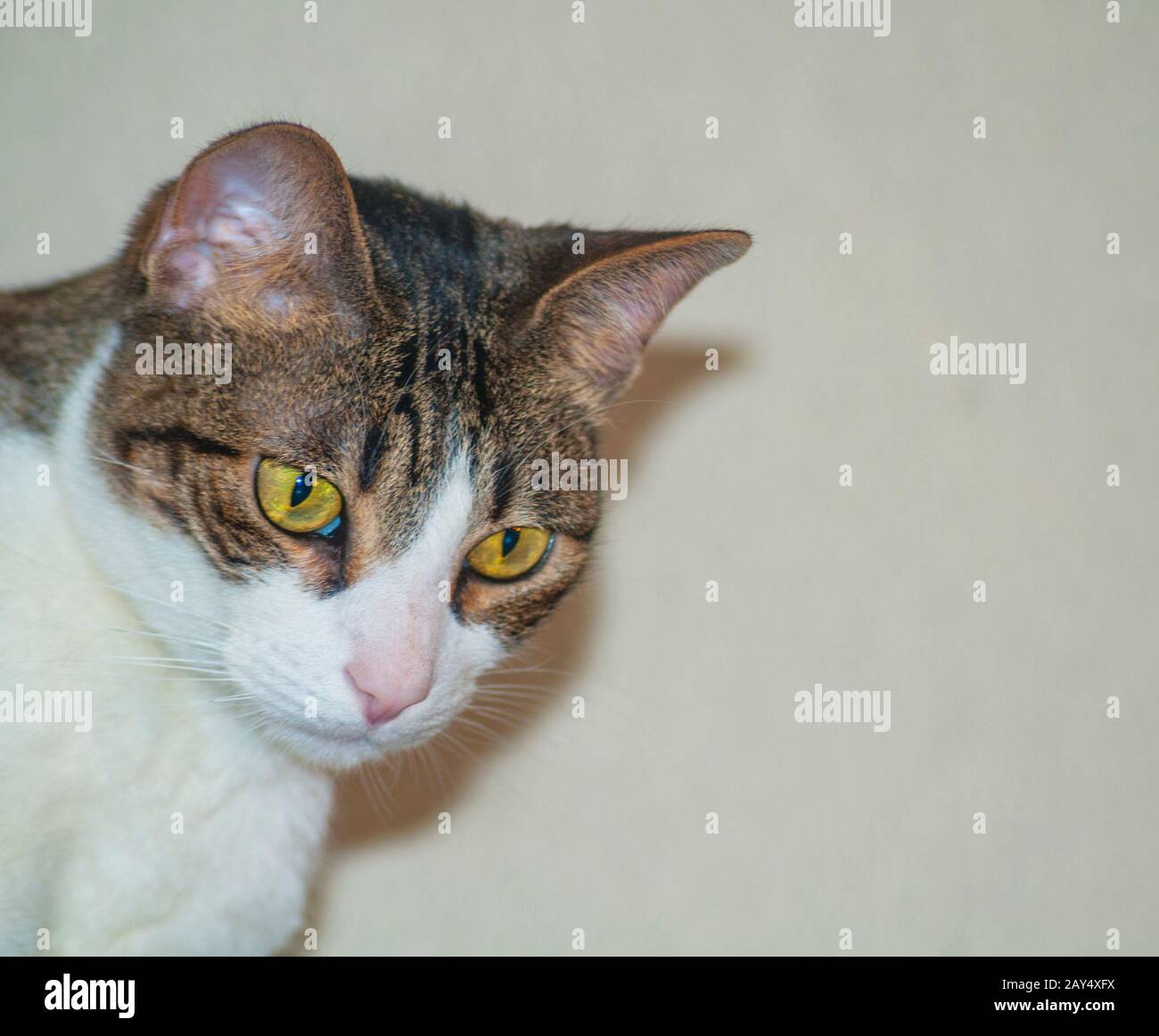 Watchfully High Resolution Stock Photography and Images - Alamy