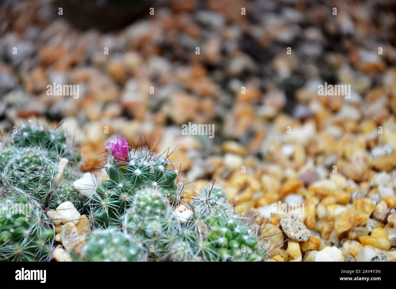 Monstrous cactus hi-res stock photography and images - Alamy