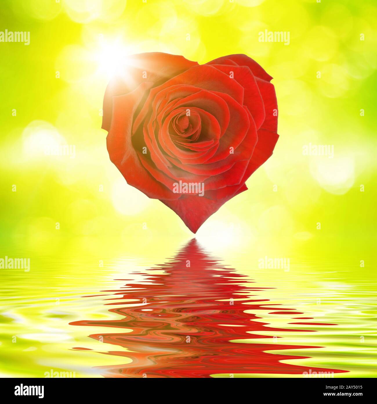 Natural rose from botanical garden Stock Photo - Alamy