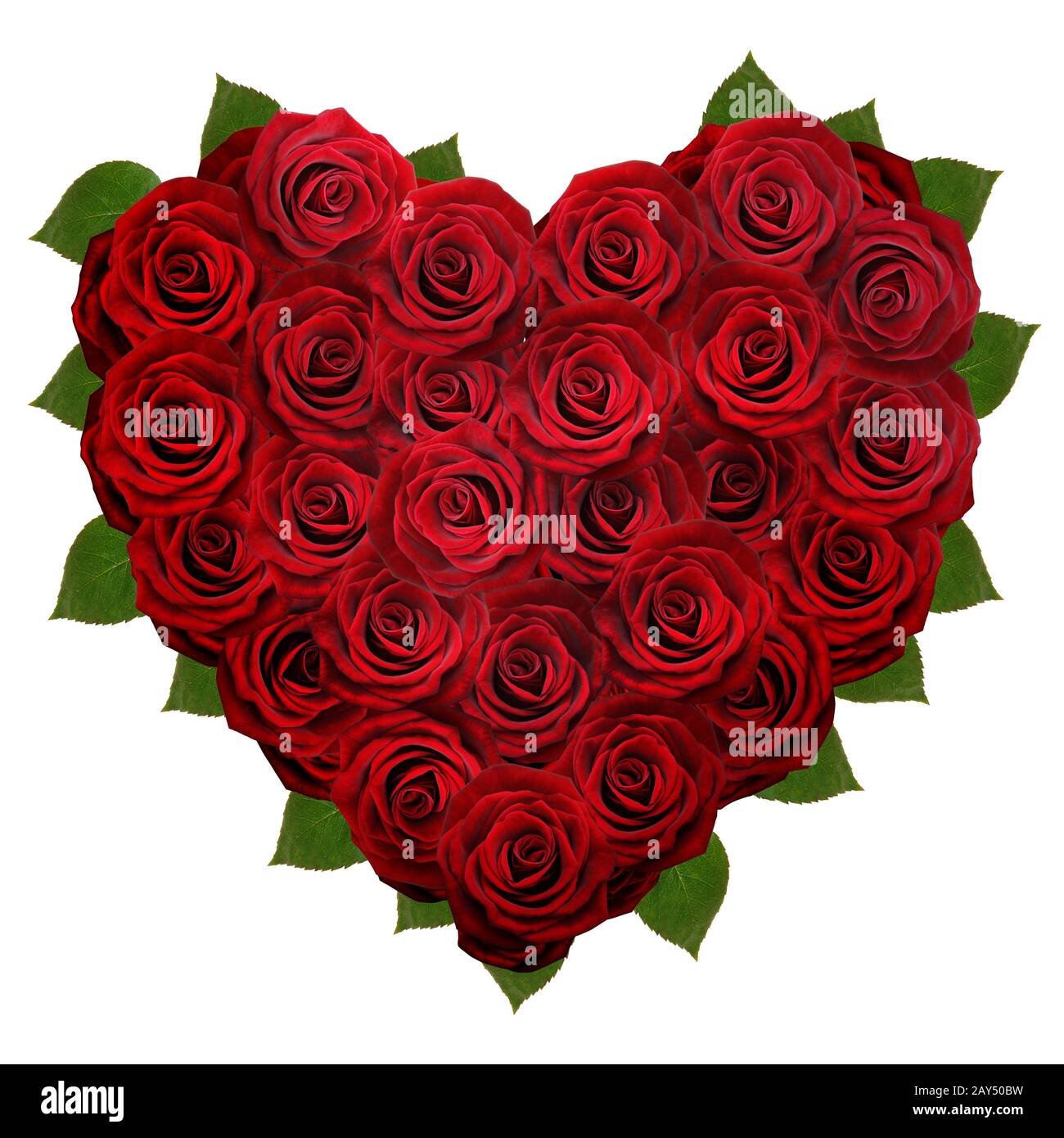 Natural rose from botanical garden Stock Photo - Alamy