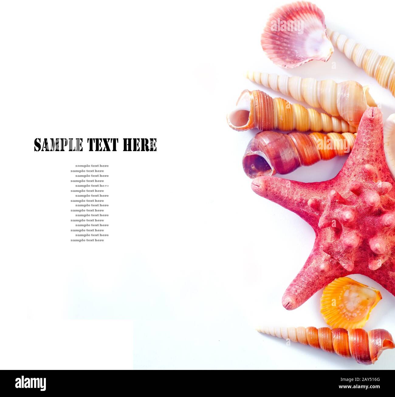 Seashell shell shells shellfish diving hi-res stock photography and ...