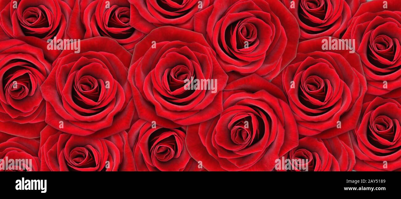 Natural rose from botanical garden Stock Photo - Alamy