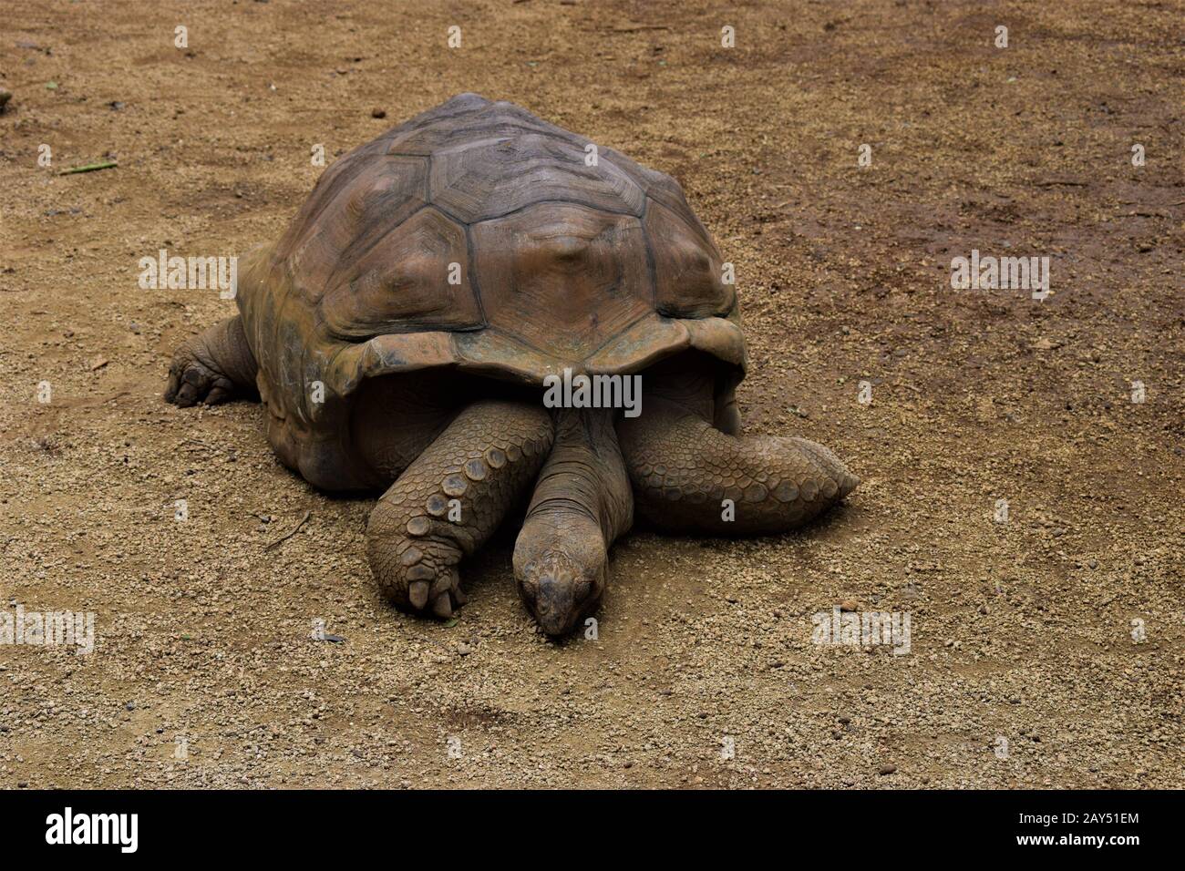 A giant Tortoise relaxing with cool and calm Stock Photo - Alamy