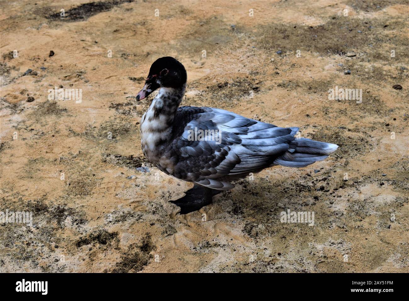 Mauritius duck hi-res stock photography and images - Alamy