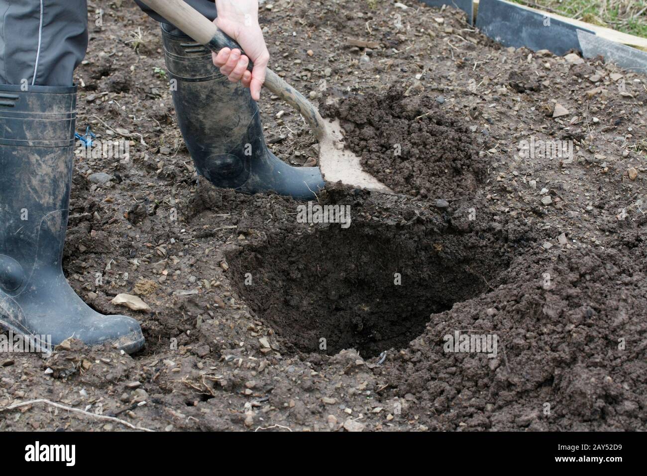 Male digging a hole with spade Stock Photo - Alamy
