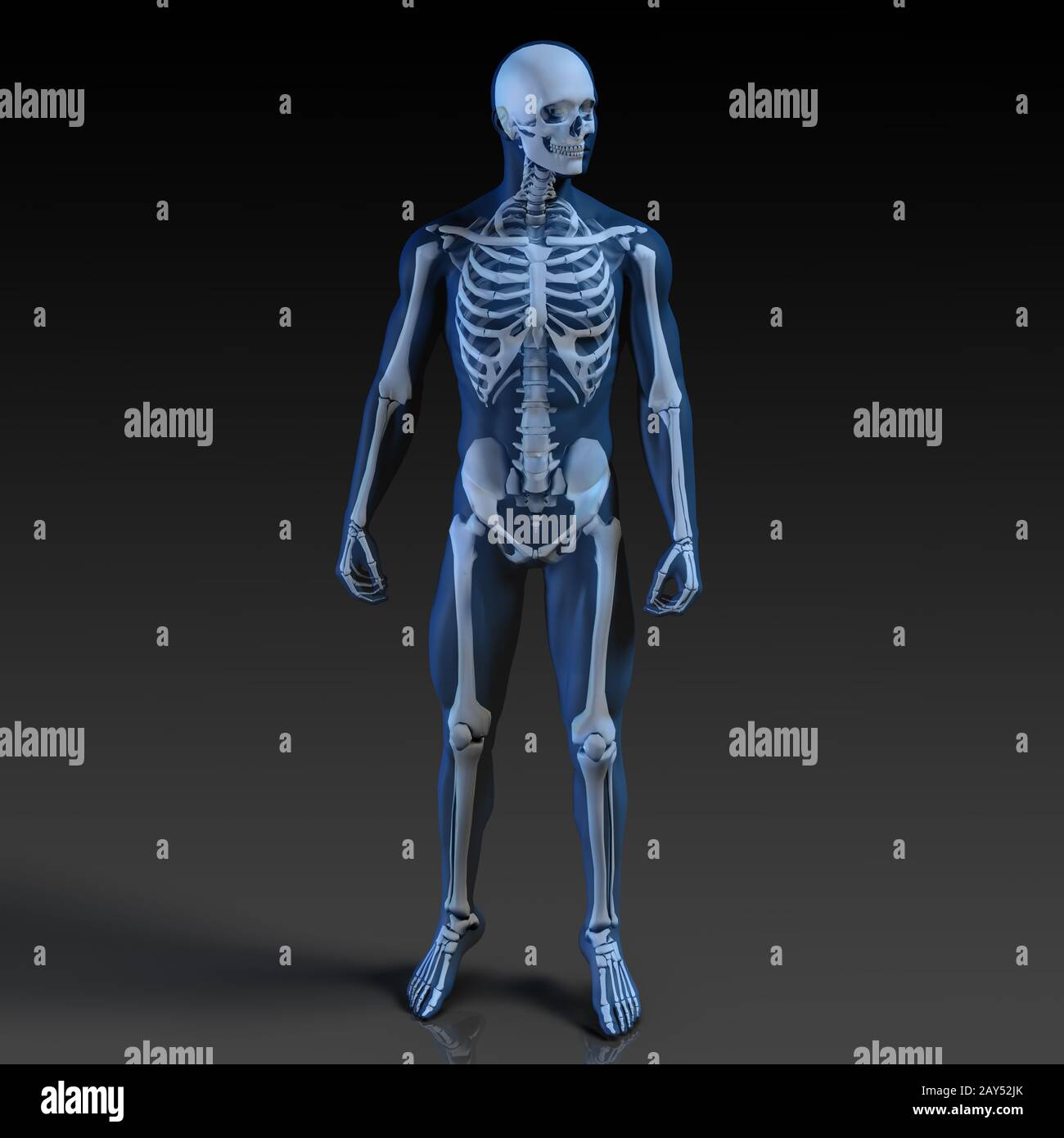 Human Body and Skeleton Anatomy Stock Photo - Alamy