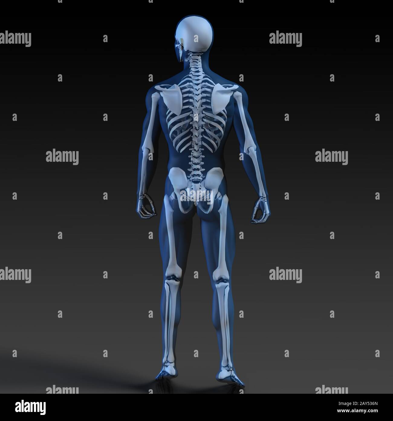 Transparent Human with Bone Structure Stock Photo - Alamy