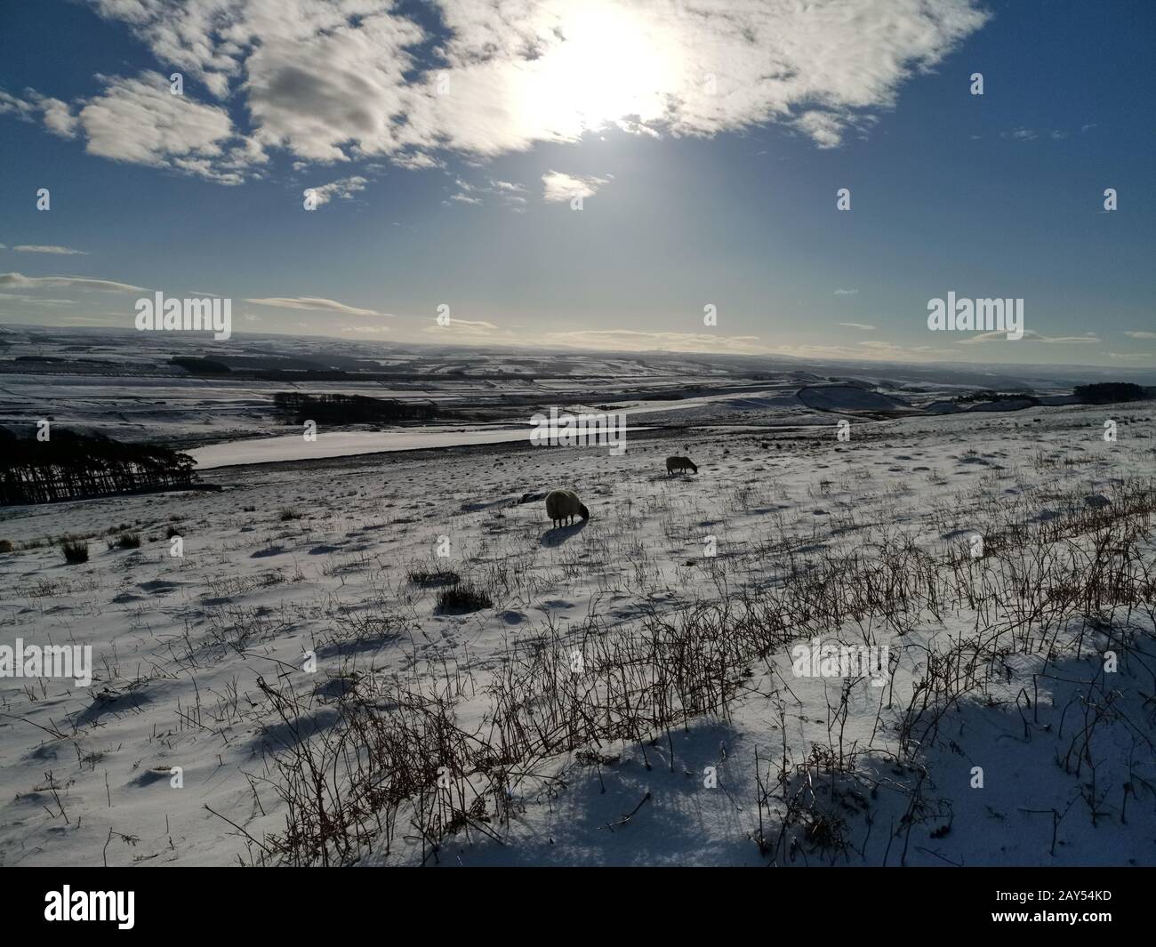 Dotted with sheep hi-res stock photography and images - Alamy