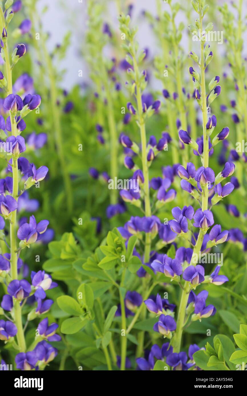 Blue false indigo hi-res stock photography and images - Alamy