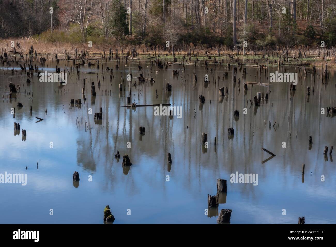 Stumps in a pond of water in coastal wetlands in southeastern Virginia ...