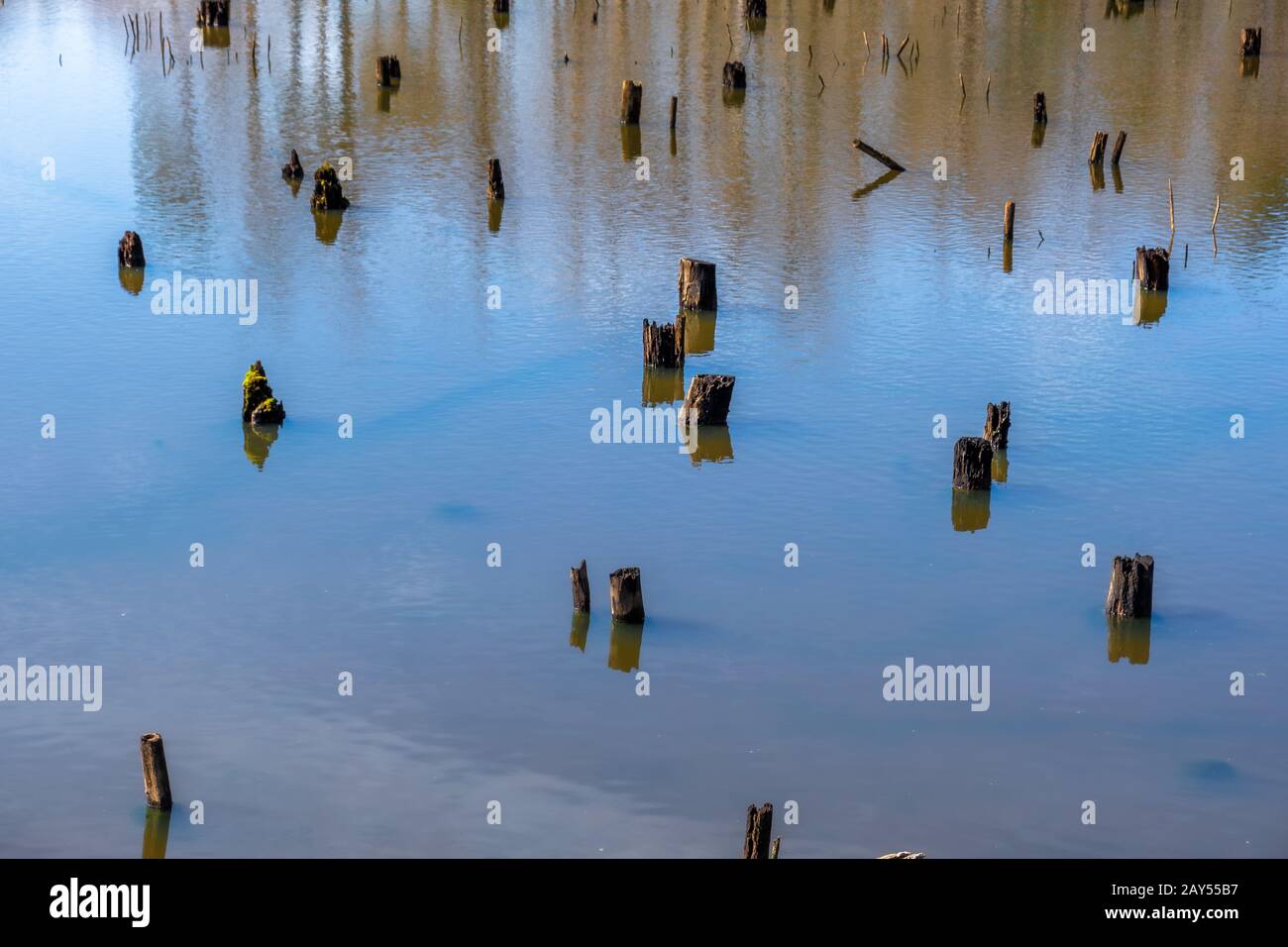 Stumps in a pond of water in coastal wetlands in southeastern Virginia ...