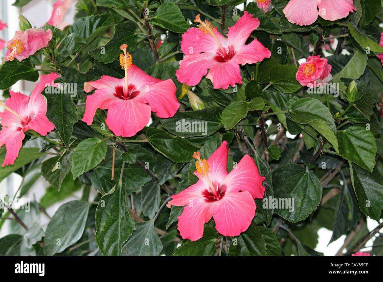 Close up of pink and white Hibiscus flowers on a plant with a profusion ...
