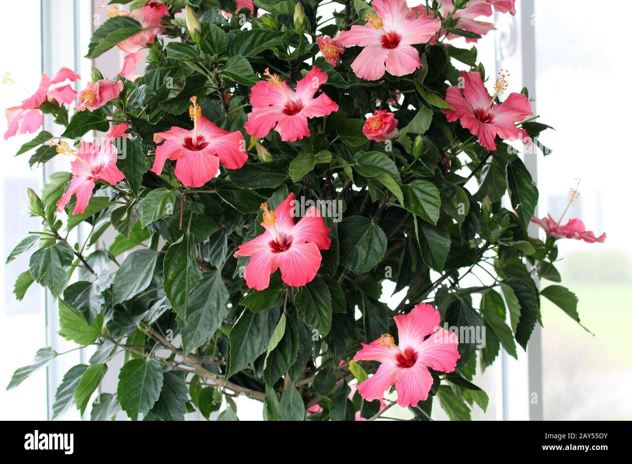 A Hibiscus topiary filled with a profusion of pink and white flowers ...