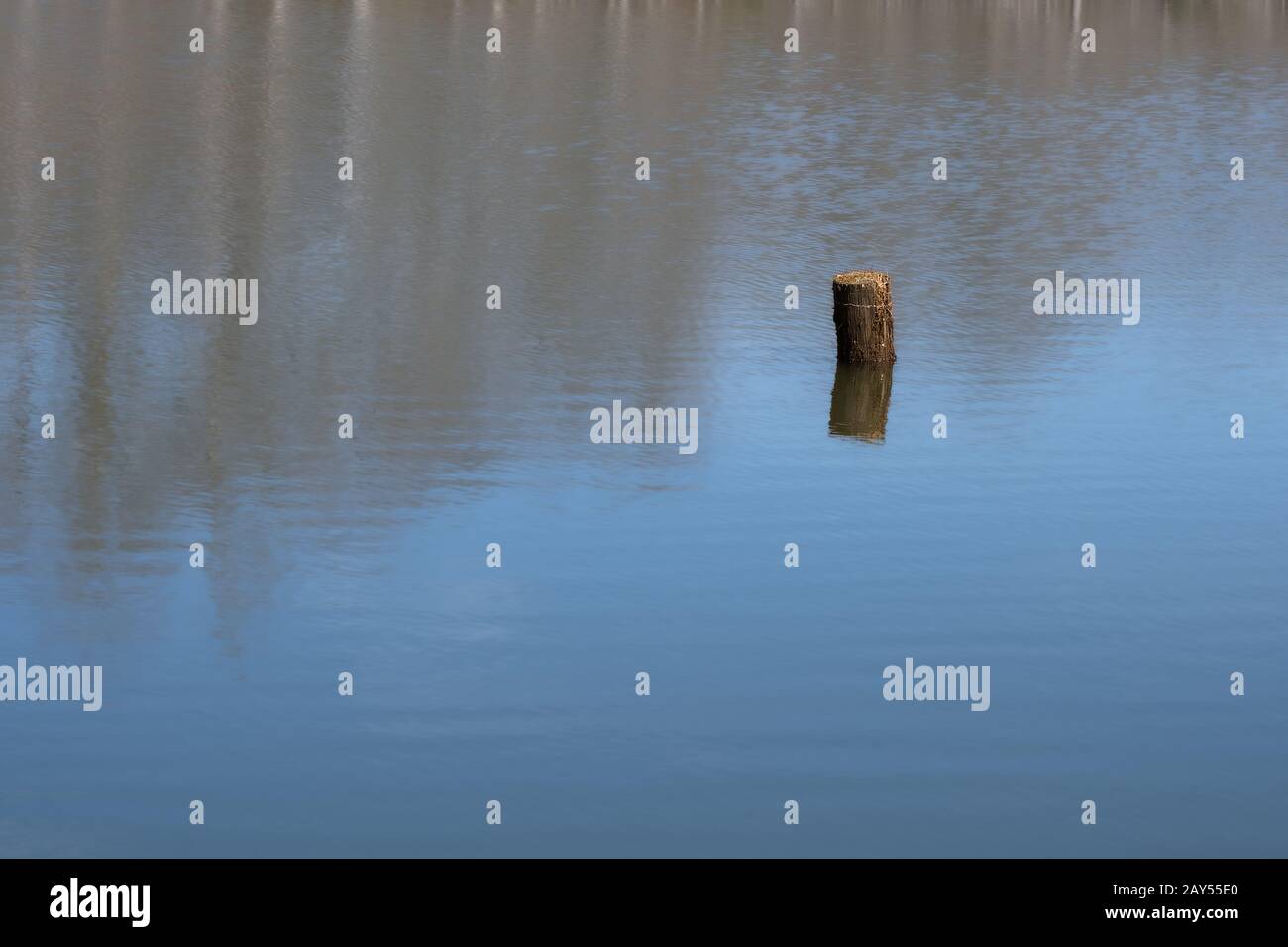 Stumps in a pond of water in coastal wetlands in southeastern Virginia ...