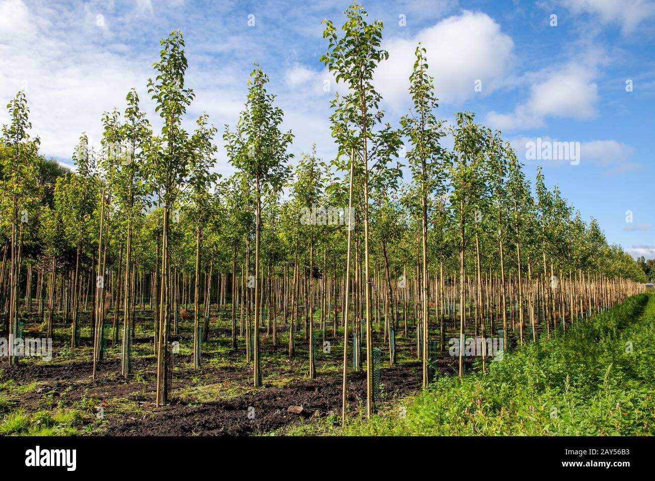 Pyrus Calleryana Chanticleer Pyrus calleryana, or the Callery pear, is ...