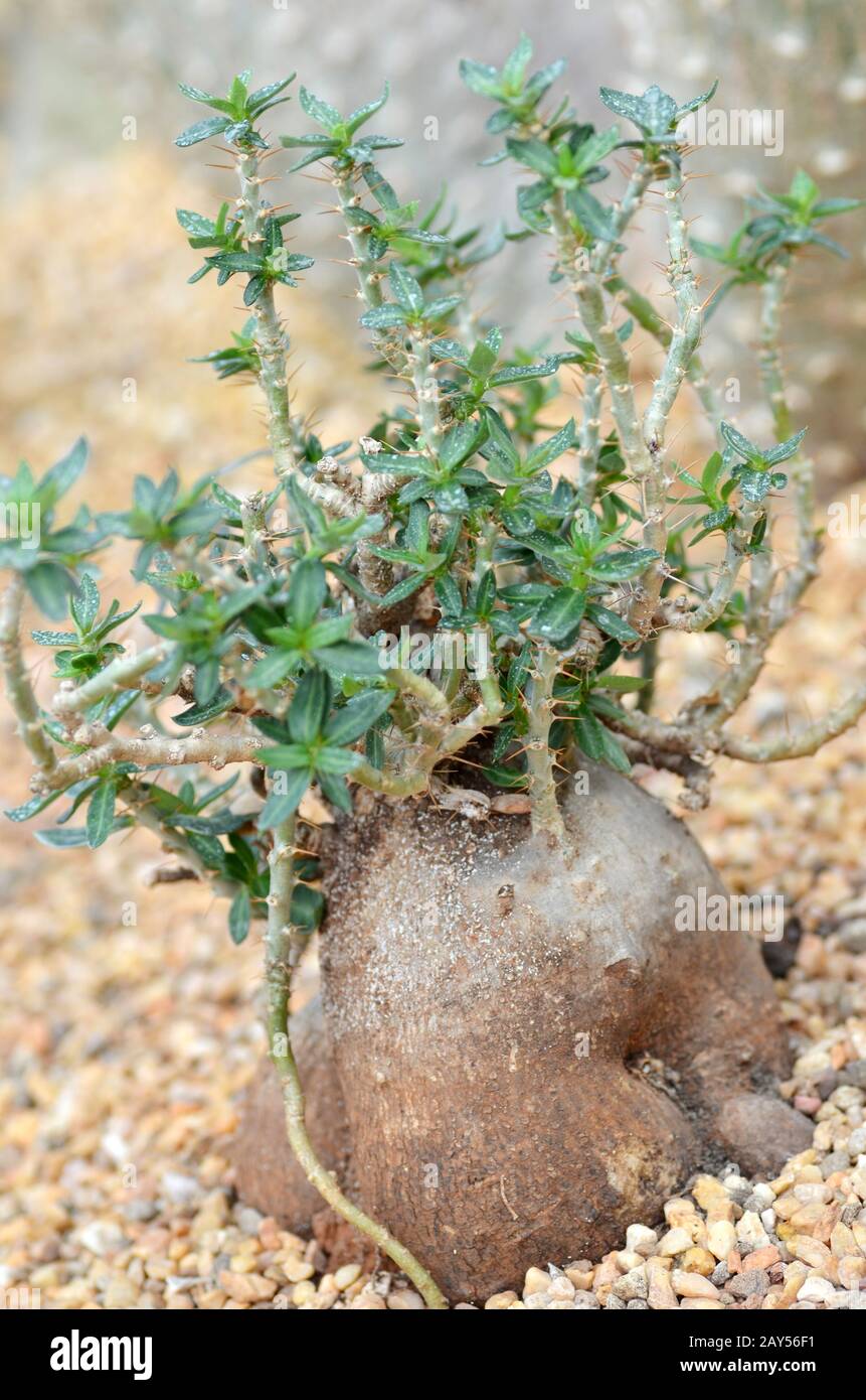 Fockea edulis hi-res stock photography and images - Alamy