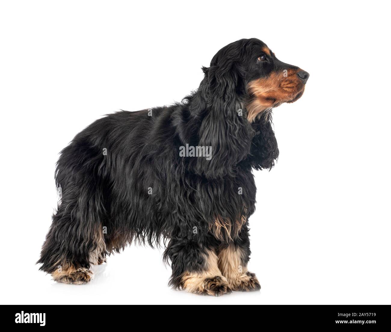 cocker spaniel in front of white background Stock Photo - Alamy