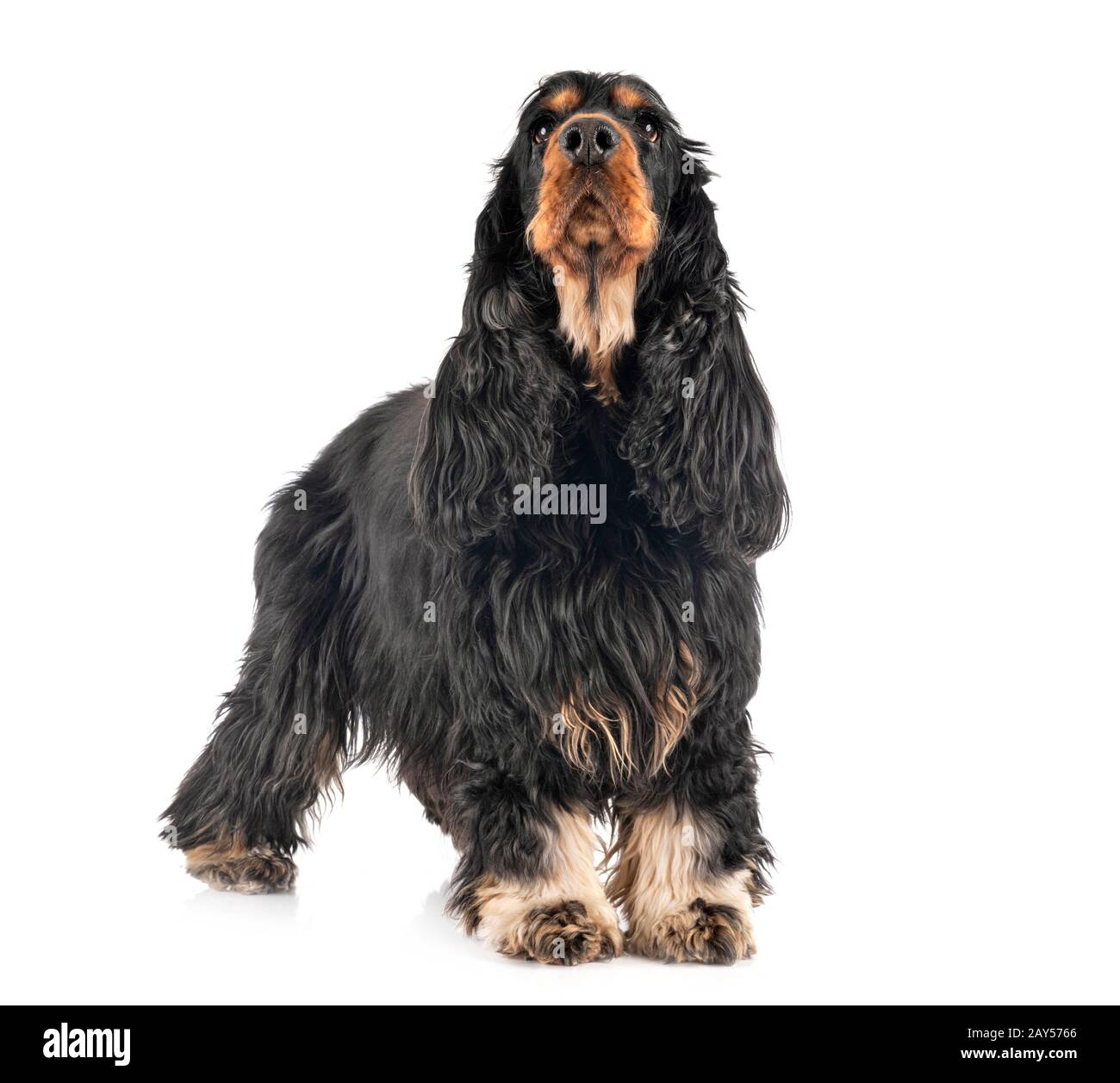cocker spaniel in front of white background Stock Photo - Alamy