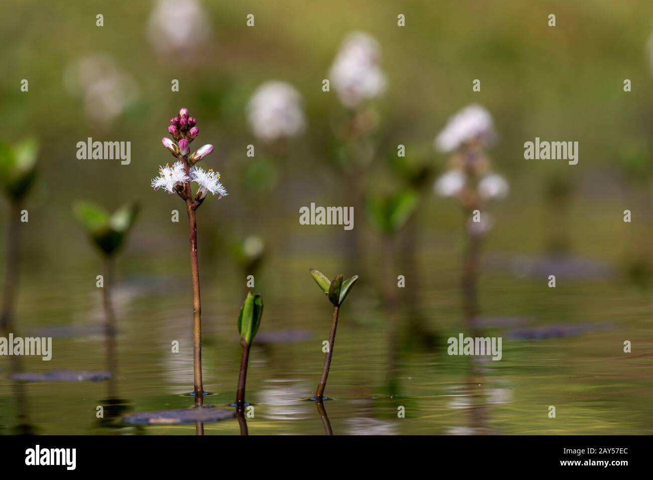 Bogbean uk hi-res stock photography and images - Alamy