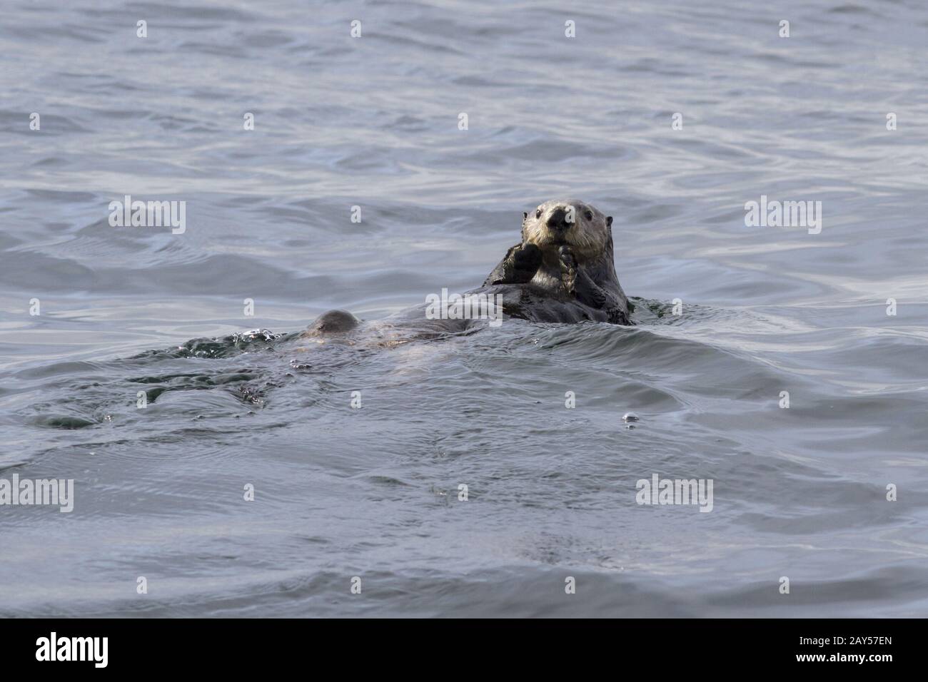 sea otter floating on his back in the water with their feet Stock Photo ...