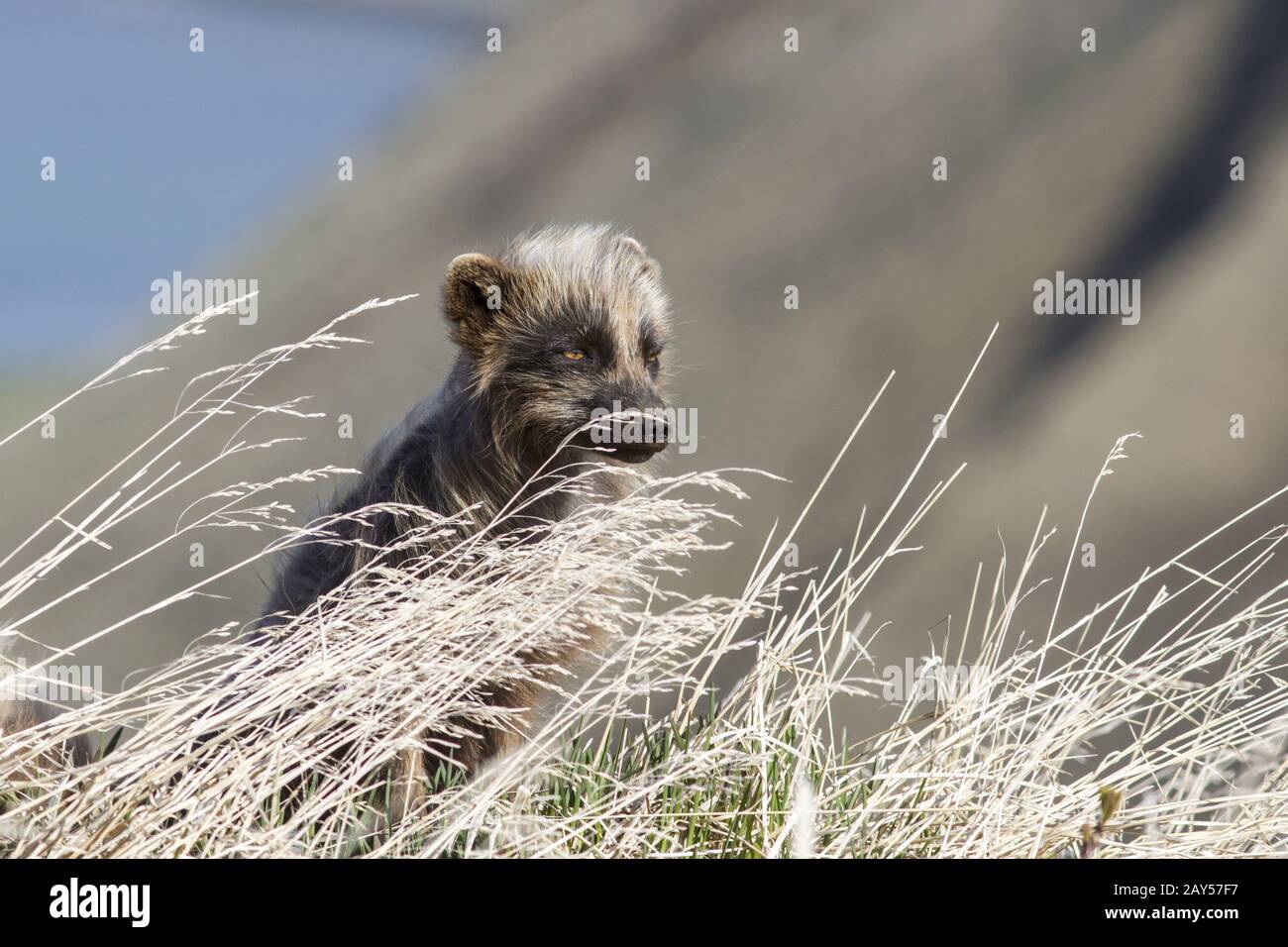 Fox in wind hi-res stock photography and images - Alamy