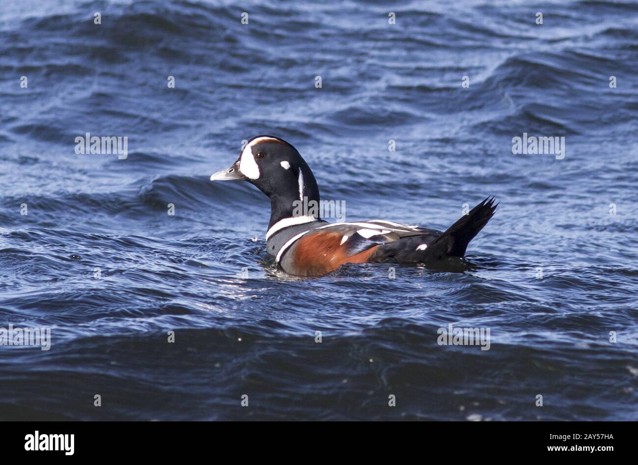 Sunny duck hi-res stock photography and images - Alamy