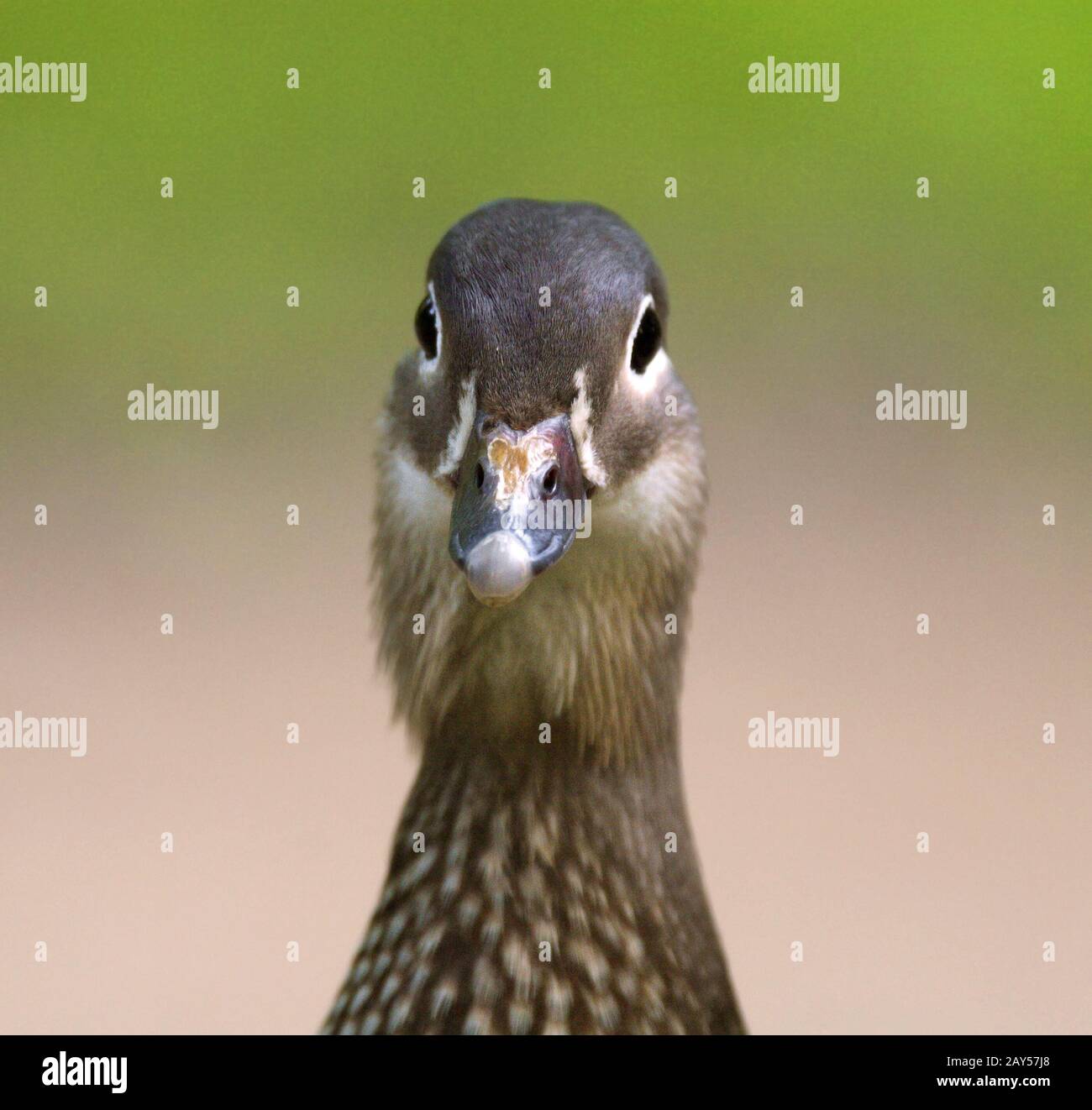 Single female Mandarin Duck - latin Aix galericulata - bird natively ...