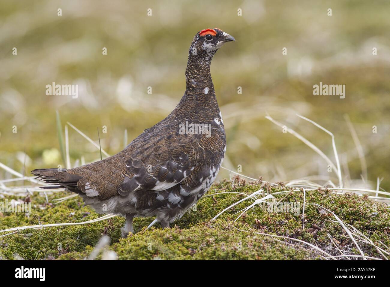 Tundra Rock Ptarmigan