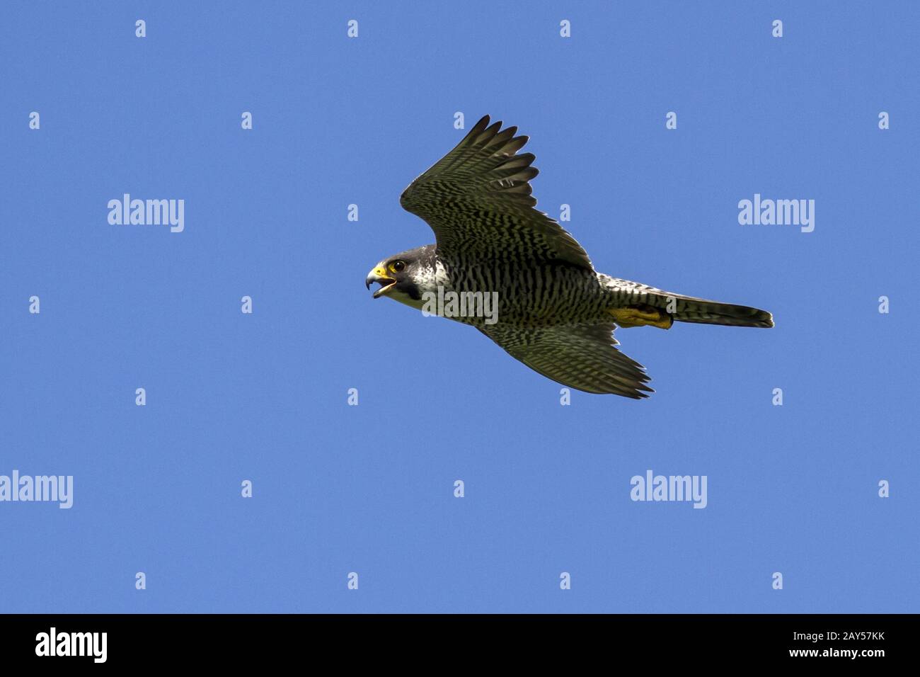 Female peregrine falcon hi-res stock photography and images - Alamy