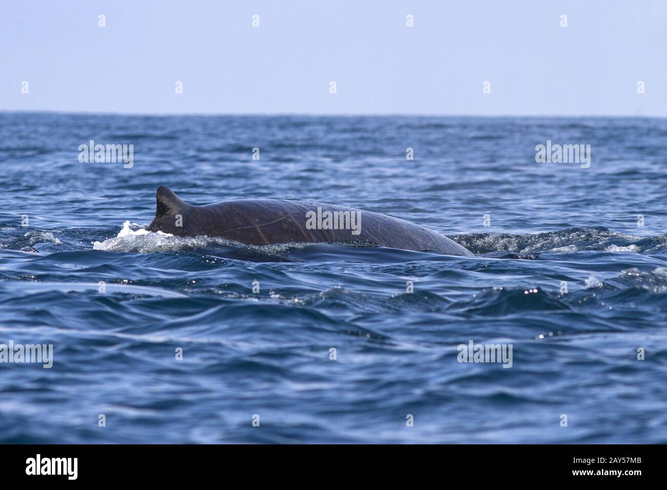 Back northern floaters which floats in the waters of the Pacific Ocean ...