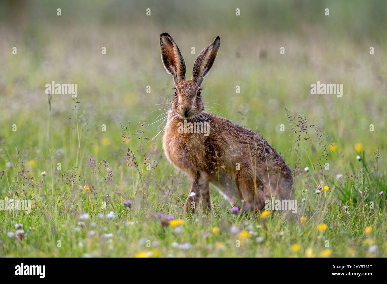 Hare face hi-res stock photography and images - Alamy