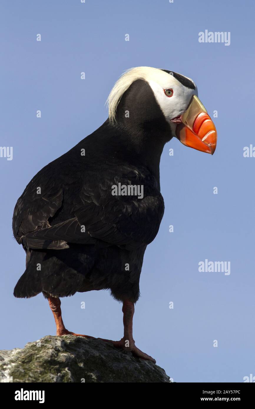 tufted puffin that stands on a rock by turning his head to the side ...